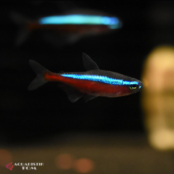 Ihr Aquaristik Fachgeschäft: Fische, Pflanzen und mehr - Roter Neon ...