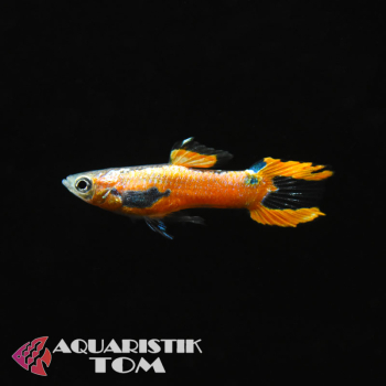 Ihr Aquaristik Fachgeschäft: Fische, Pflanzen und mehr - Endler Guppy ...