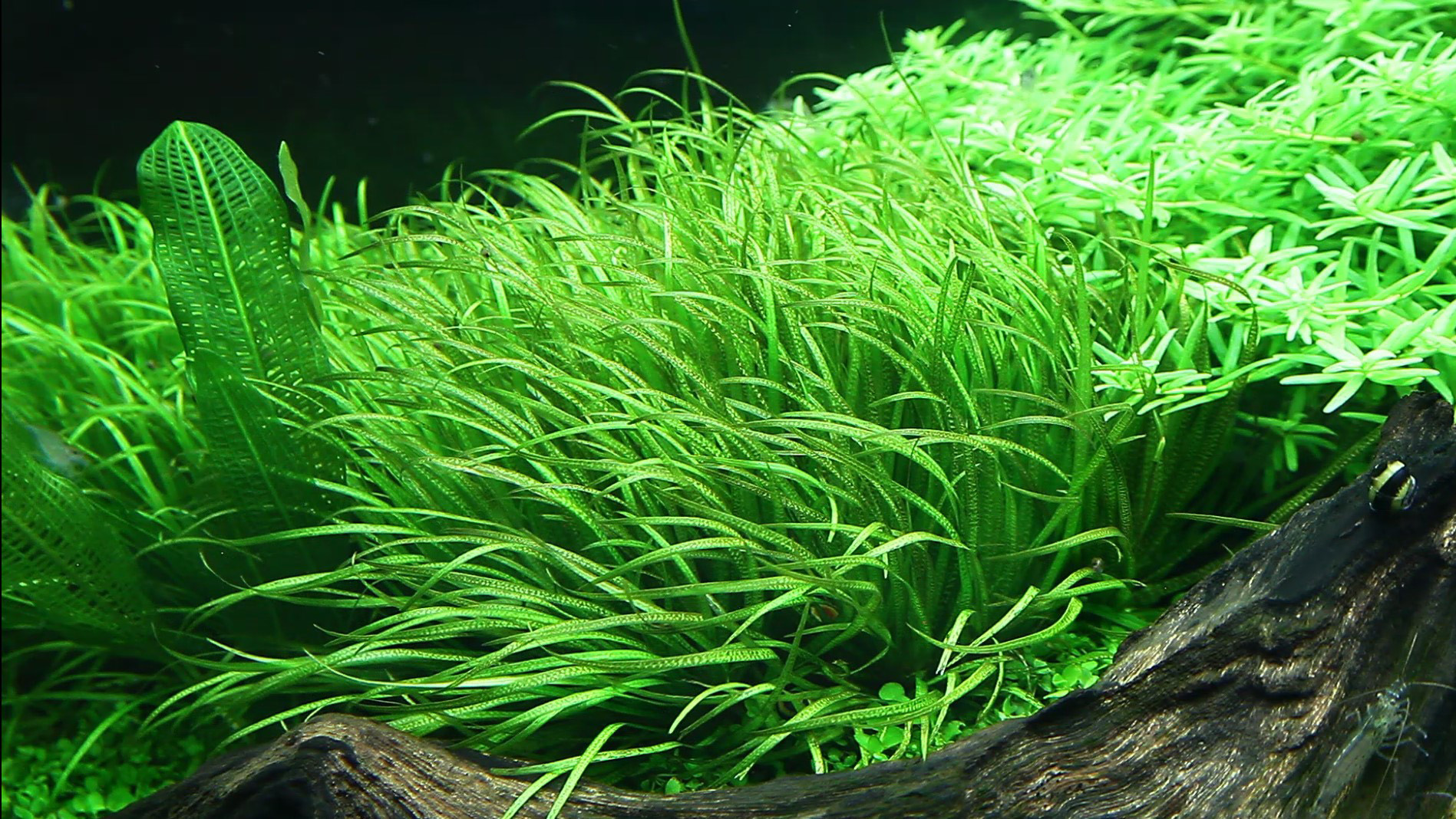Ihr Aquaristik Fachgeschäft: Fische, Pflanzen und mehr - Blyxa japonica ...