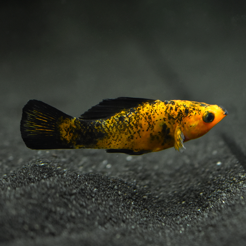 Ihr Aquaristik Fachgeschäft: Fische, Pflanzen und mehr - Molly Leopard ...