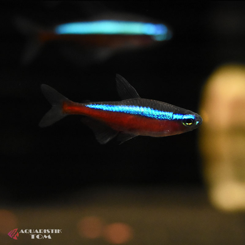 Ihr Aquaristik Fachgeschäft: Fische, Pflanzen und mehr - Roter Neon ...