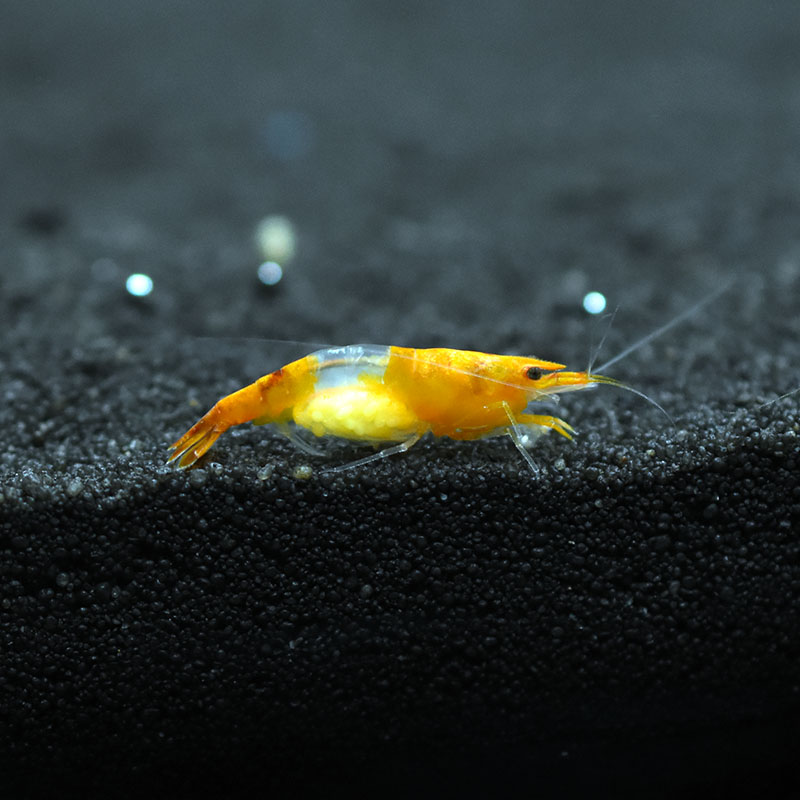 Ihr Aquaristik Fachgeschäft: Fische, Pflanzen und mehr - Orange Rili ...