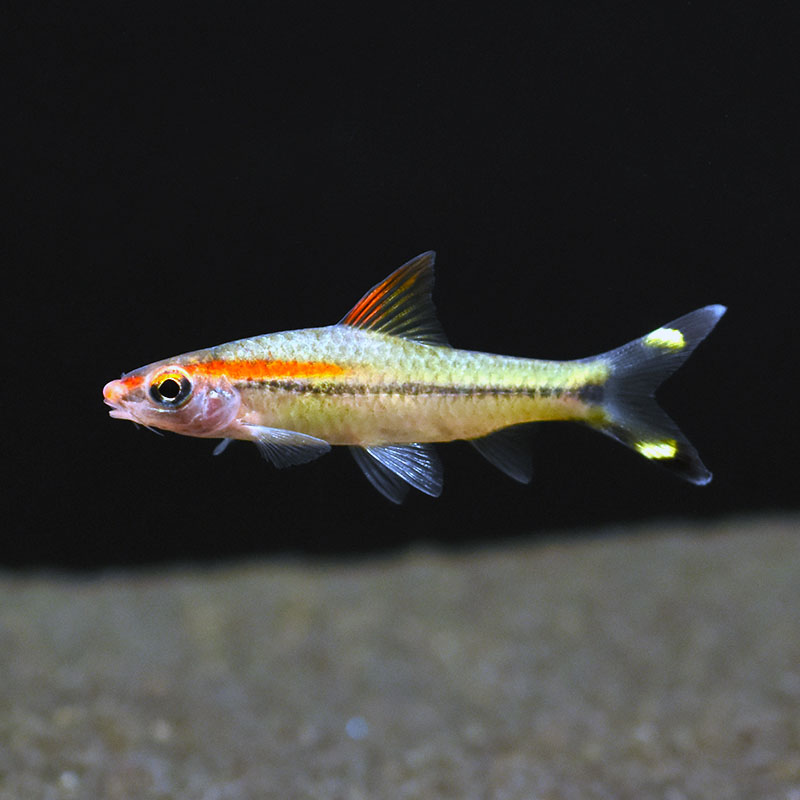 Ihr Aquaristik Fachgeschäft: Fische, Pflanzen und mehr - Rotstrichbarbe ...
