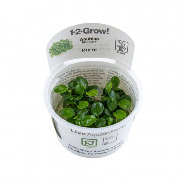 Ihr Aquaristik Fachgeschäft: Fische, Pflanzen und mehr - Anubias ...
